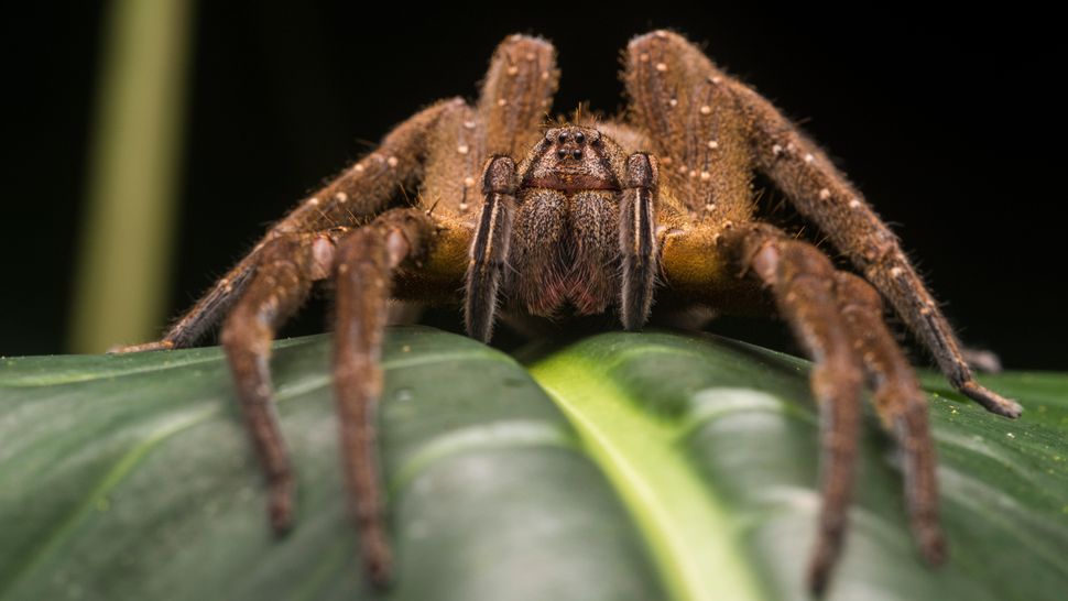 32 of the most venomous animals in the world | Live Science