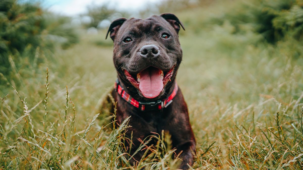 18 banned dogs affected by breed-specific legislation | PetsRadar