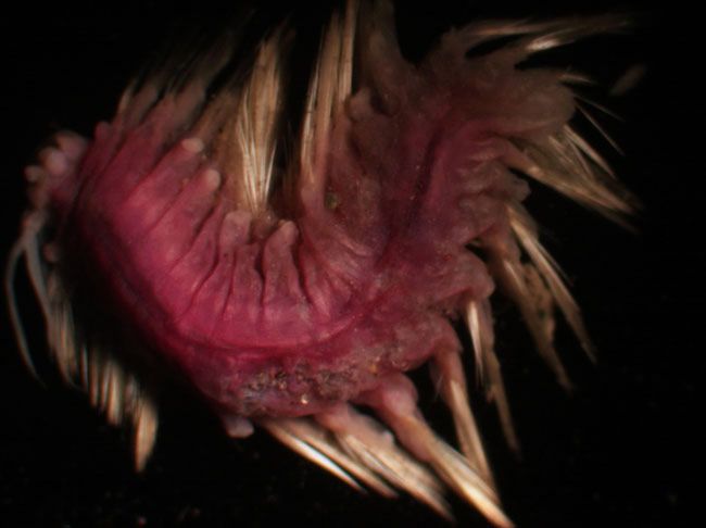 Image Gallery: Alien Life of the Antarctic | Live Science