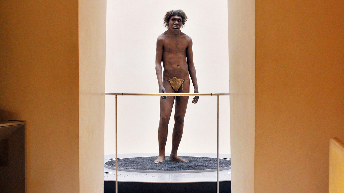 Homo erectus: Facts about the first human lineage to leave Africa ...