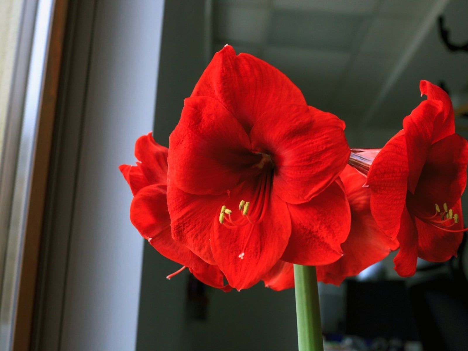 Caring For Amaryllis Plants - Tips For Growing Amaryllis | Gardening ...