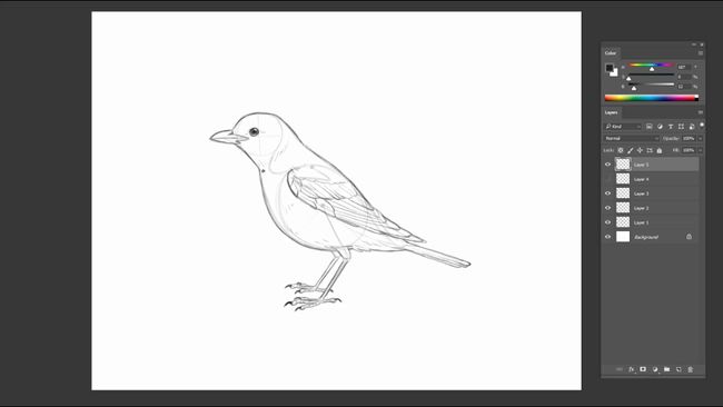 How to draw a bird | Creative Bloq
