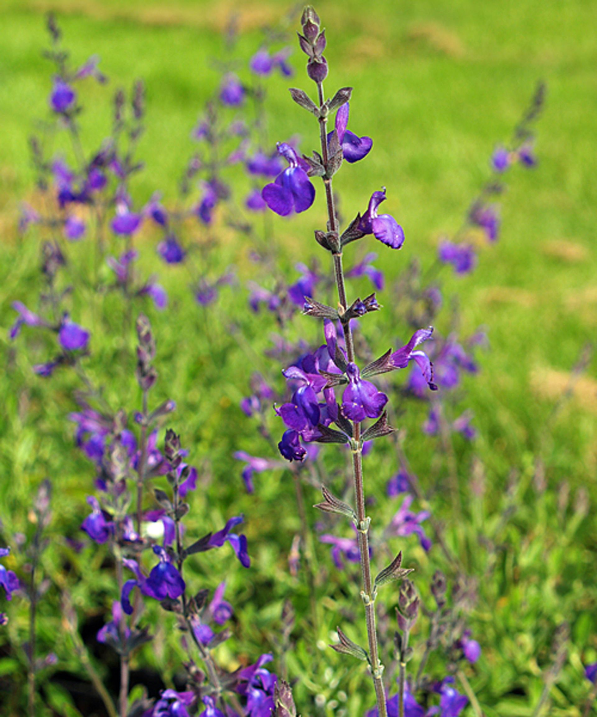 Types of salvias: 16 stunning varieties for beds and borders | Homes ...