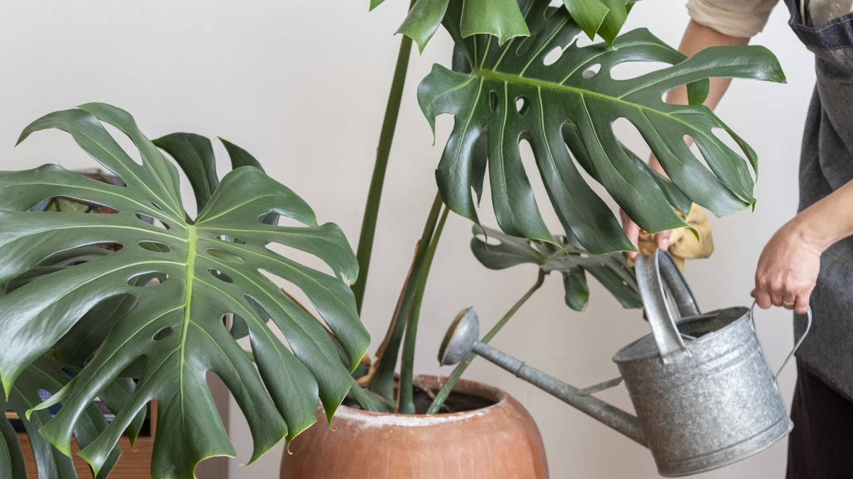 How to fertilize a monstera: Expert tips for feeding | Homes and Gardens