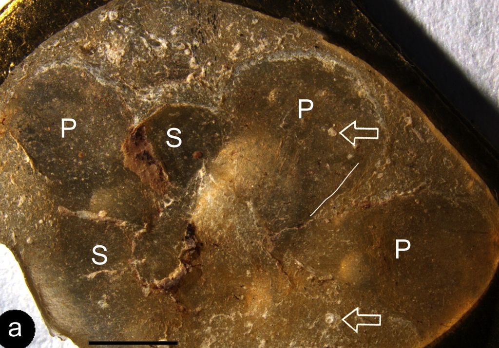 Controversy Blooms Over Earliest Flower Fossil | Live Science