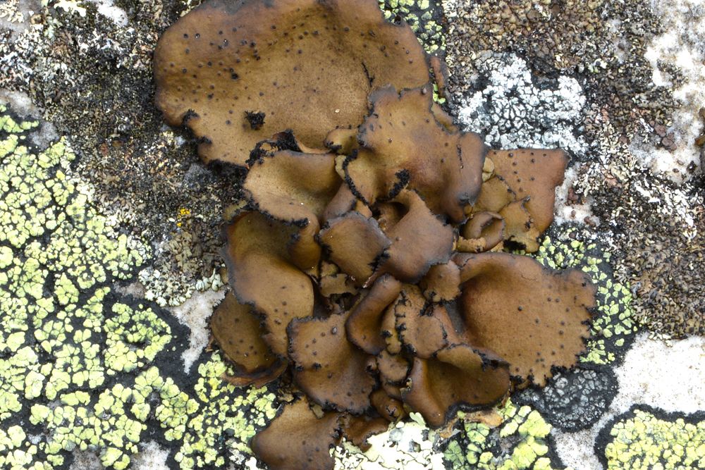 What Are Lichens? | Live Science