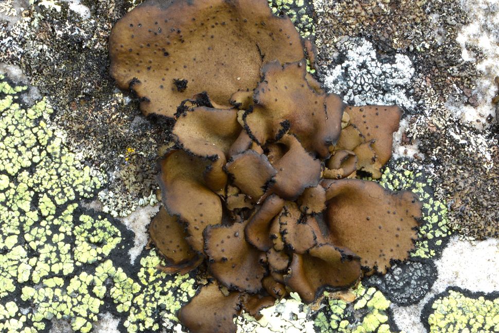 What Are Lichens? | Live Science