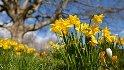 When to cut back daffodils? | Homes and Gardens