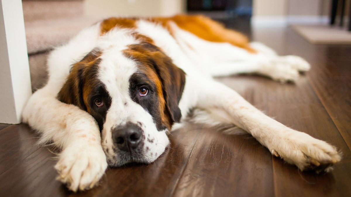 32 best dog breeds for cold climates | PetsRadar