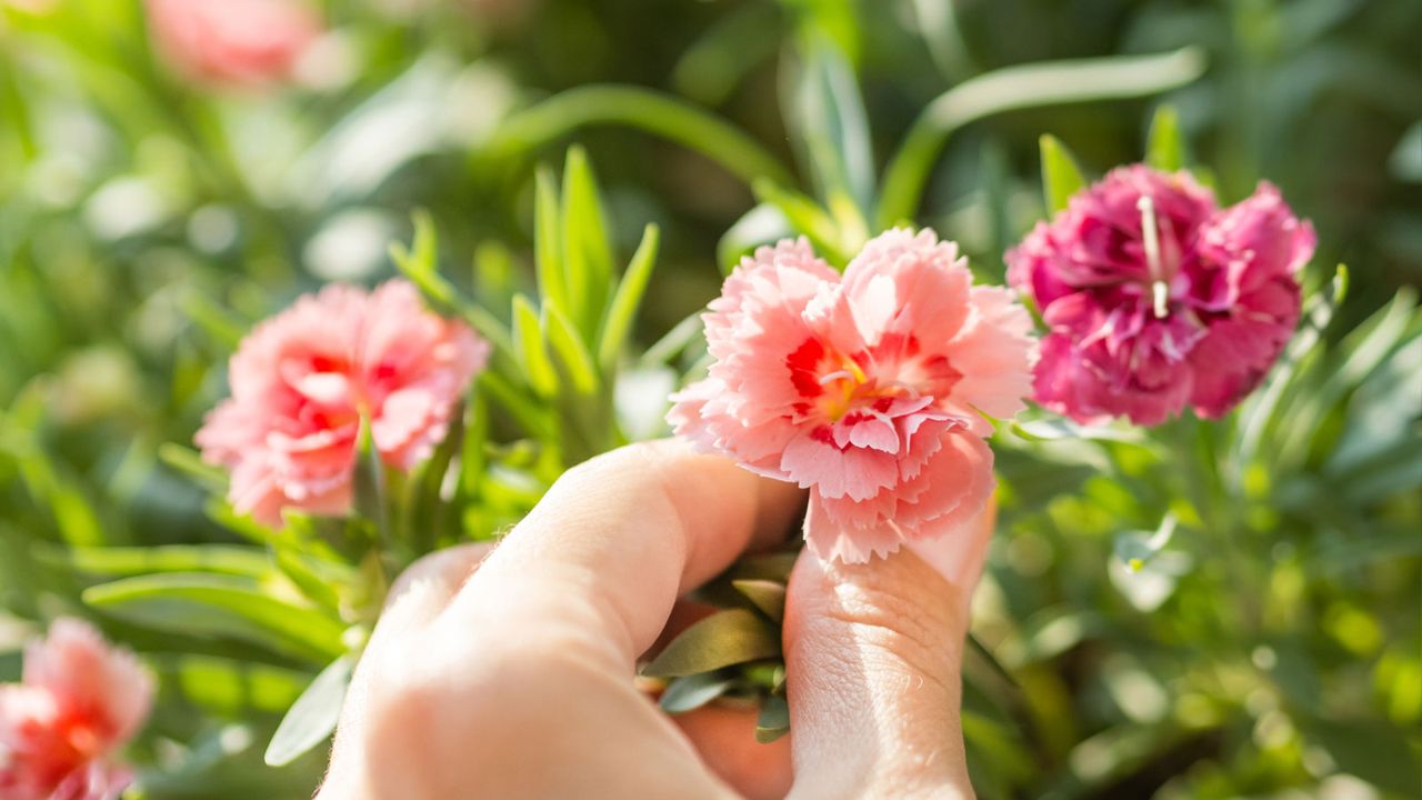 How To Deadhead Dianthus Plants To Grow More Gorgeous Pinks | Gardening ...