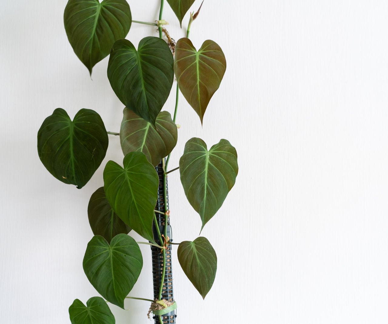 Philodendron Micans: Complete Care & Growing Guide | Gardening Know How