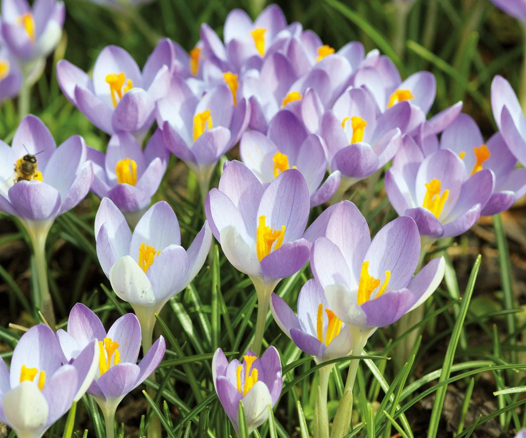 When and How to Divide Bulbs to Rejuvenate Spring Displays | Homes and ...