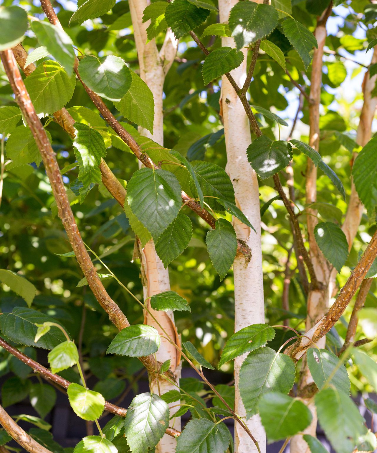 Best low maintenance trees: 11 easy options for plots big and small ...