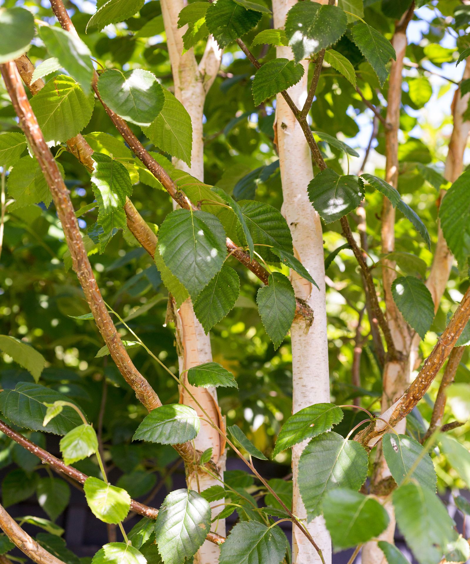 Best plants for small gardens: 22 stunning choices for compact plots ...