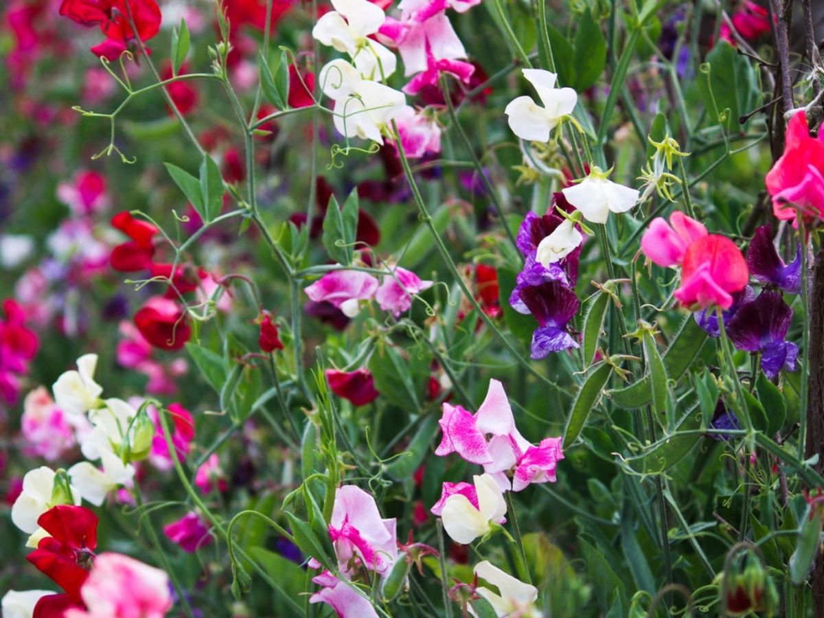 Pinching Out Sweet Peas - Fuller Sweet Peas Through Pinching ...