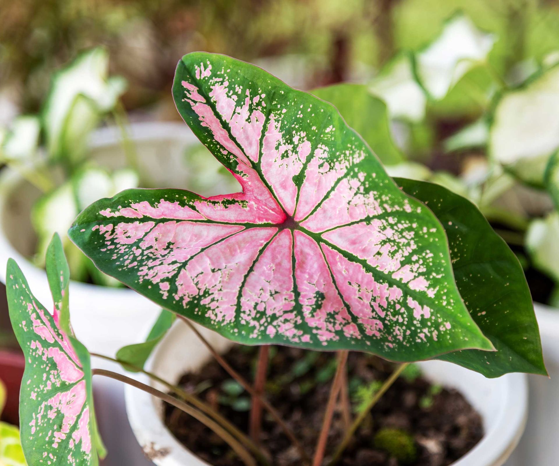 When and how to plant caladium bulbs: expert advice | Homes and Gardens