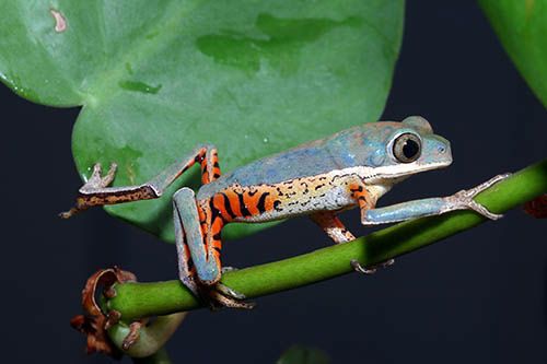 Photos: The New Amphibian Tree of Life: Page 2 | Live Science