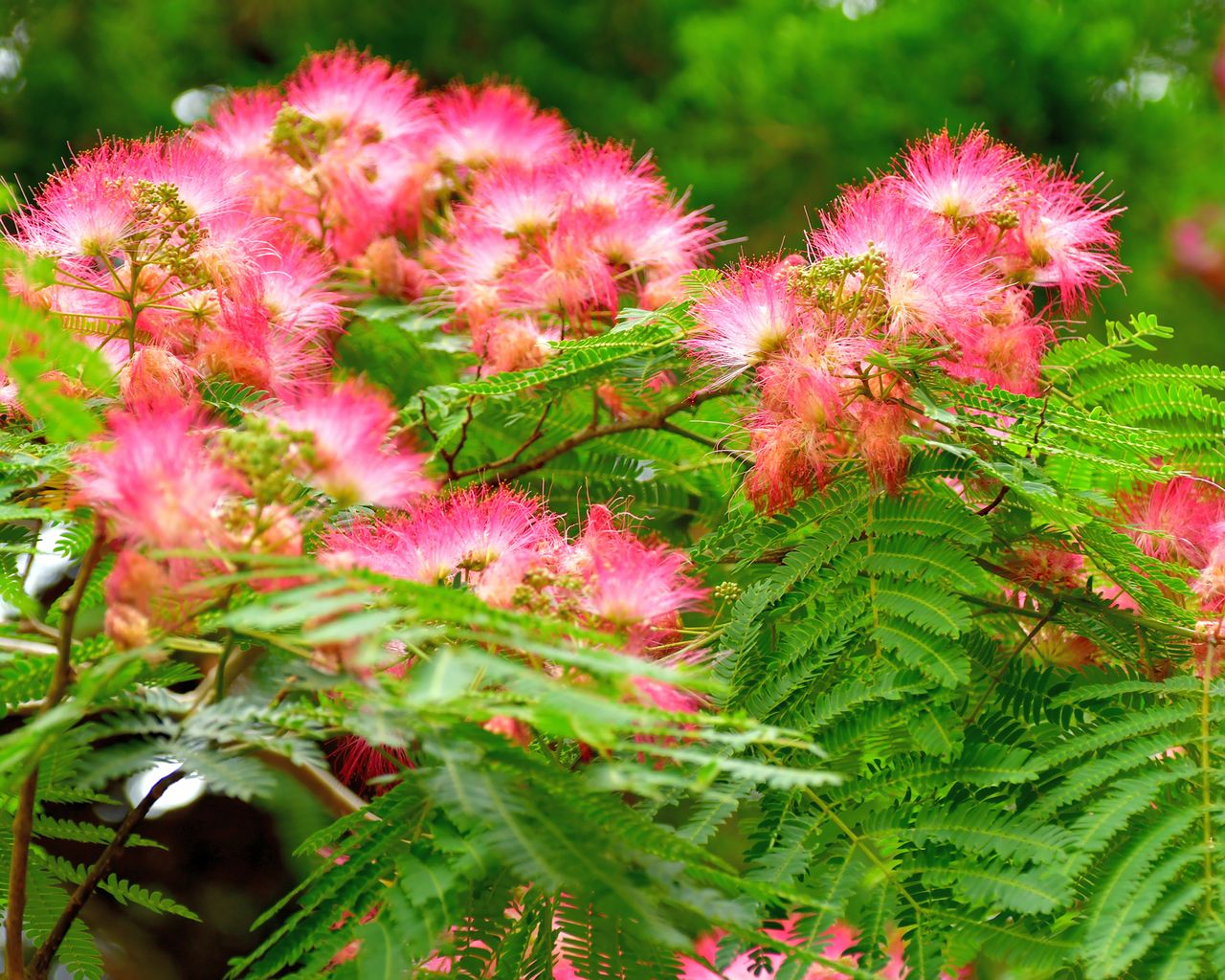 7 Invasive Tree Species To Keep Out Of Your Yard & Garden | Gardening ...