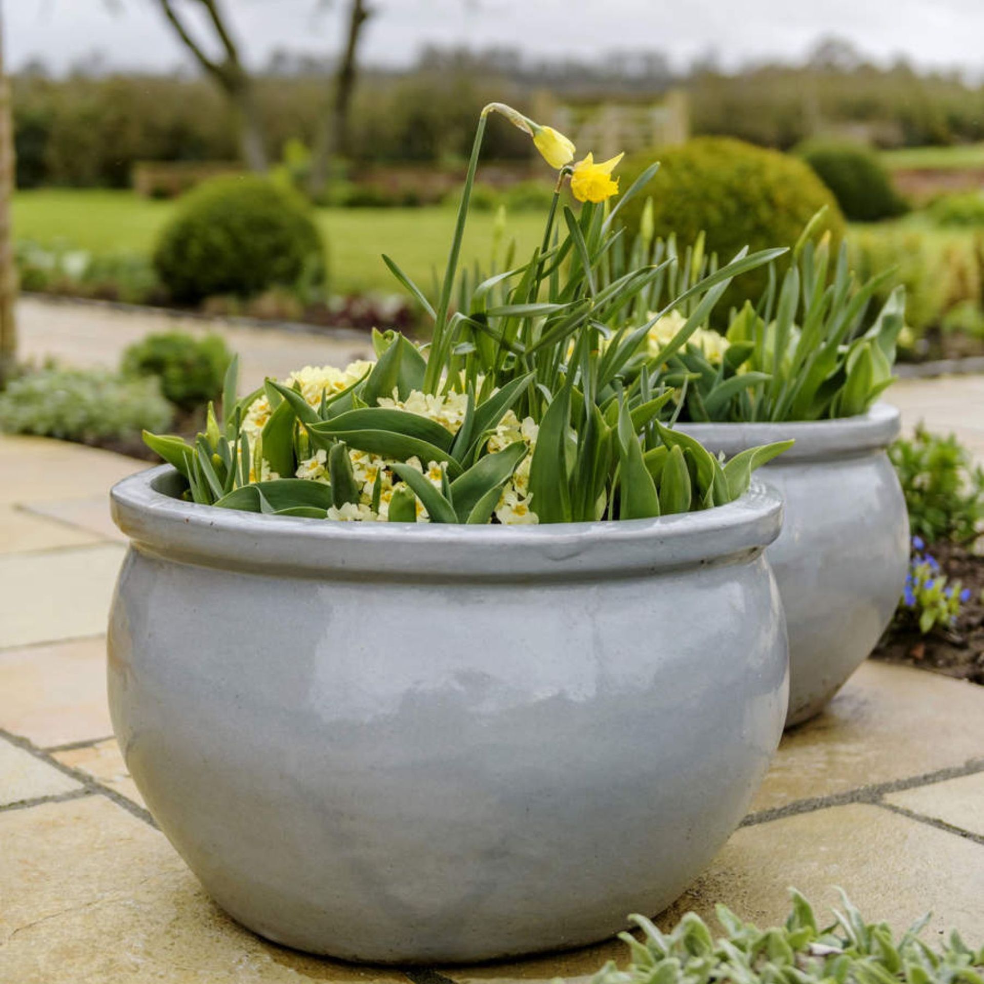 When to plant daffodil bulbs in pots, according to Monty Don | Ideal Home