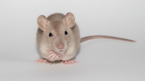 Do mice really like cheese? | Live Science