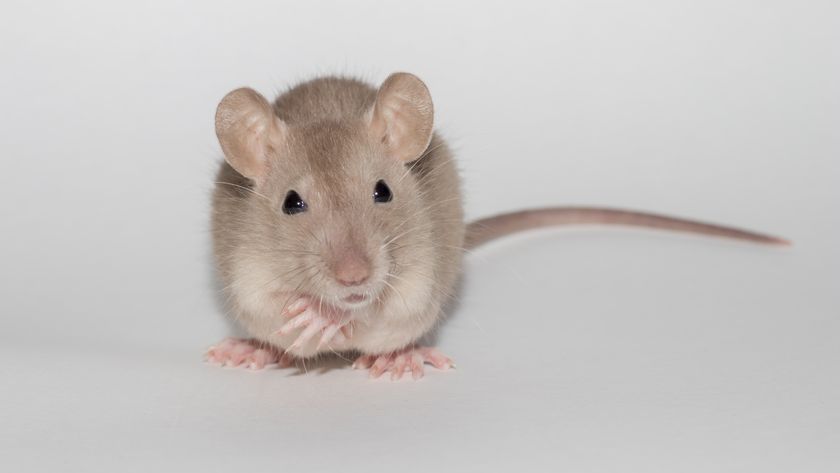 Do mice really like cheese? | Live Science
