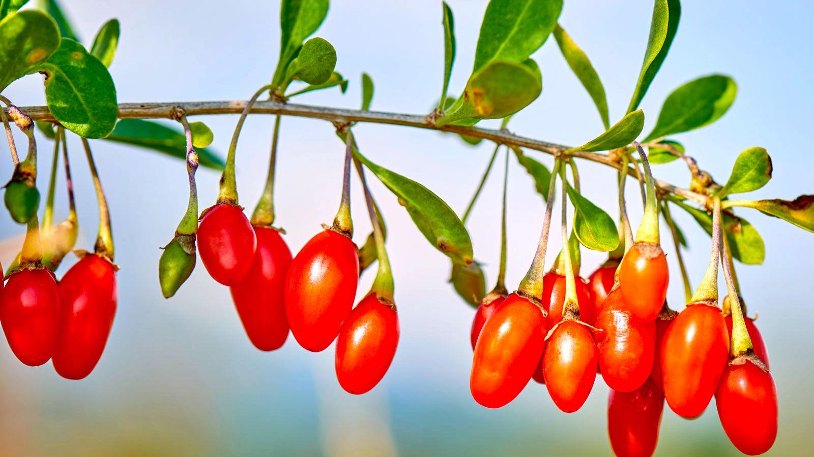 How to grow goji berries – the easygoing oriental superfruit | Homes and Gardens