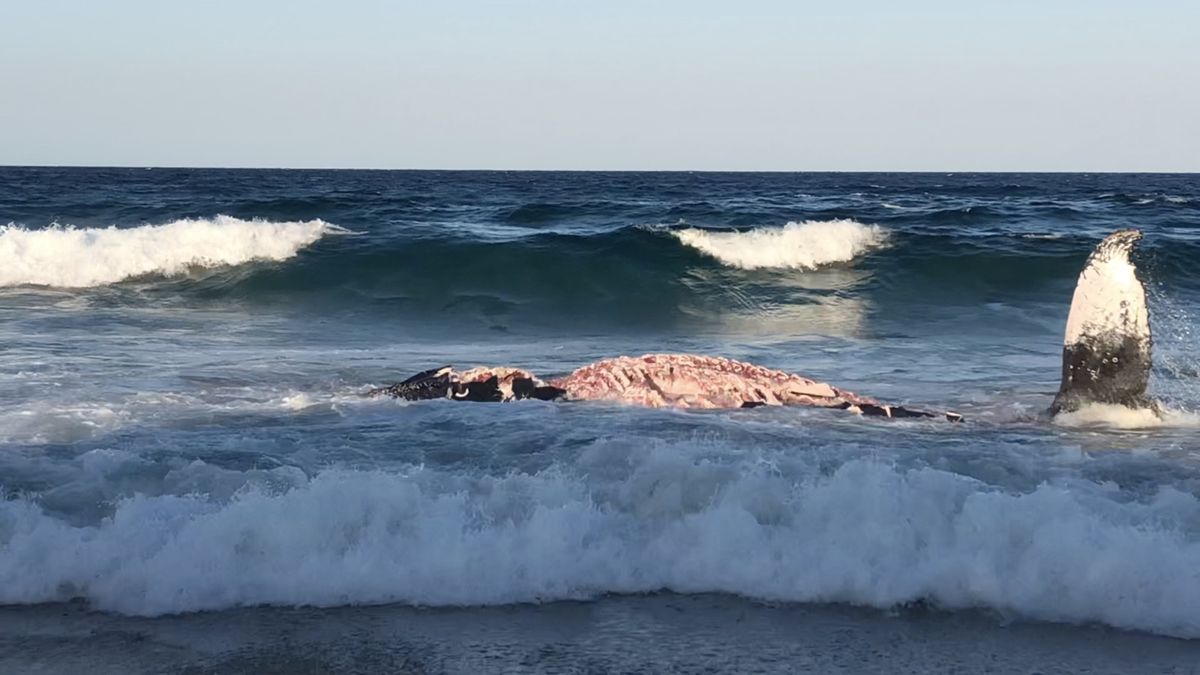 This Beached Shark Tore a Beached Whale to Shreds (And It's All on ...