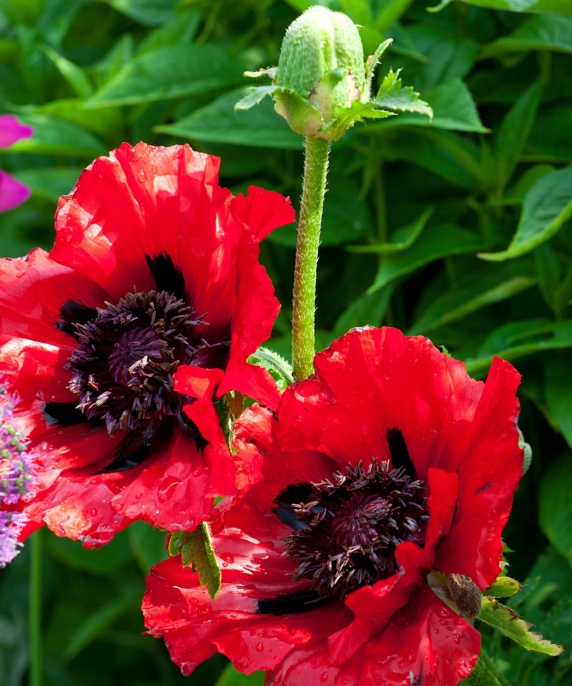 How to grow poppies | Homes and Gardens