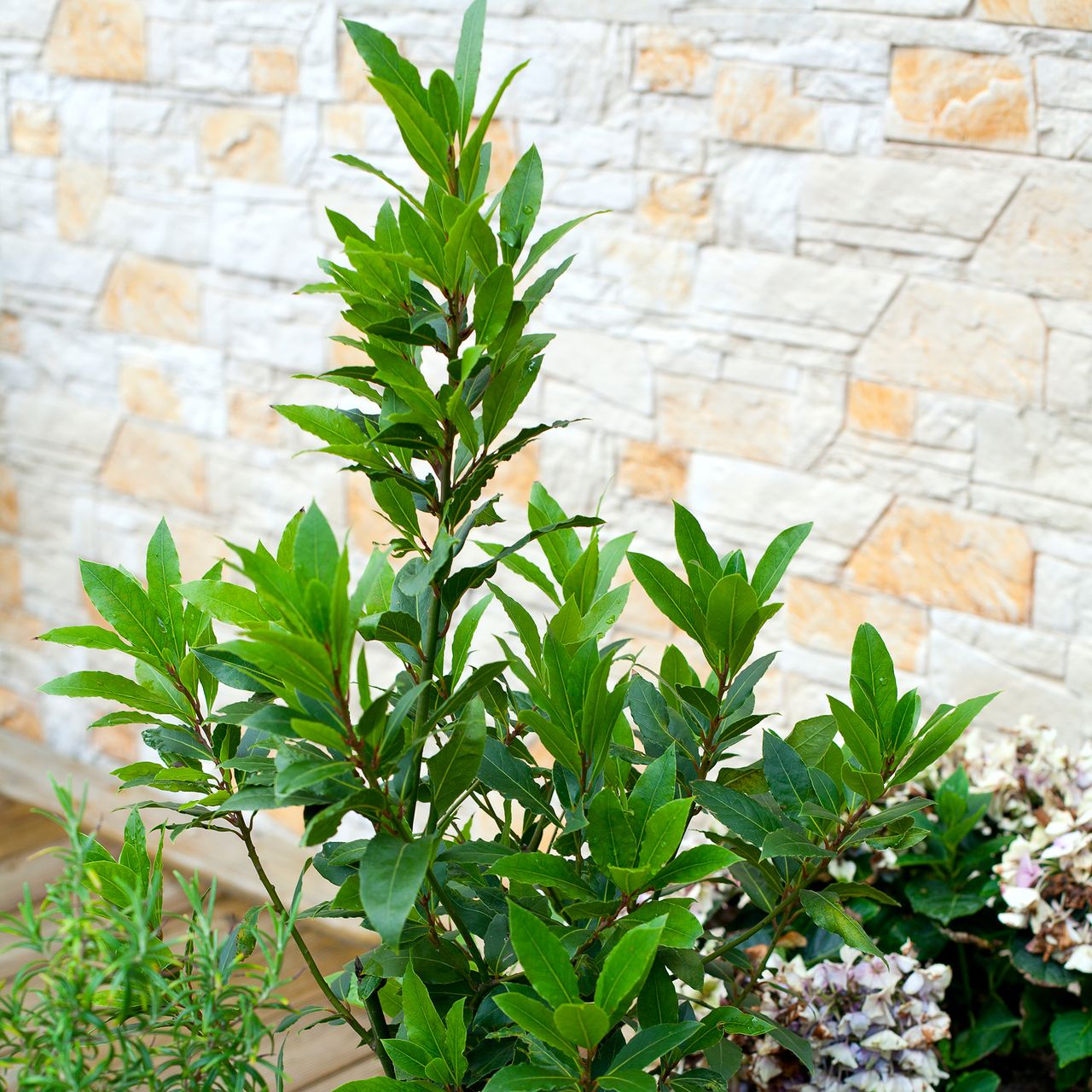 When and how to prune bay trees: everything you need to know | Ideal Home