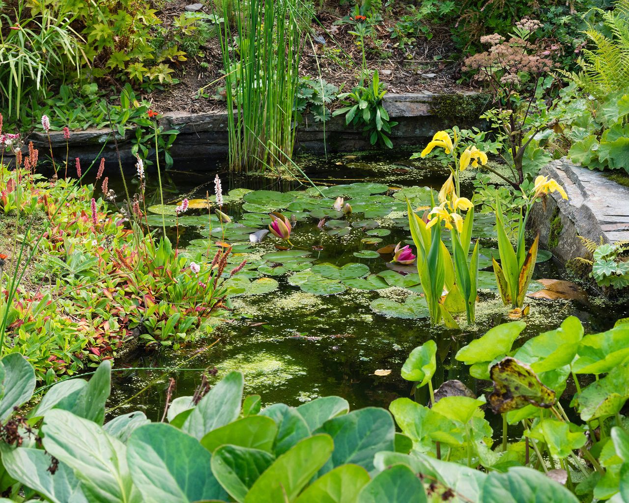 Budget pond ideas: 14 ways to create a stunning feature with water for ...