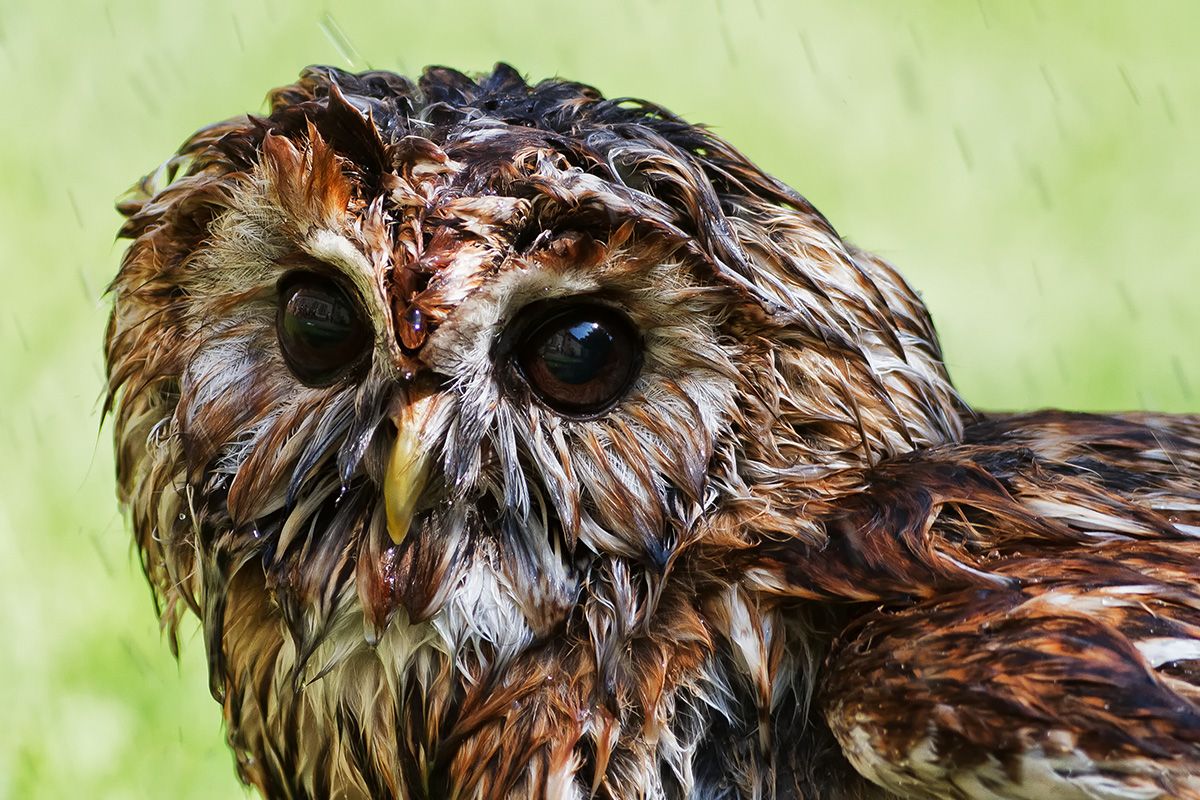 Whooo Knew? 10 Superb Facts About Owls | Live Science