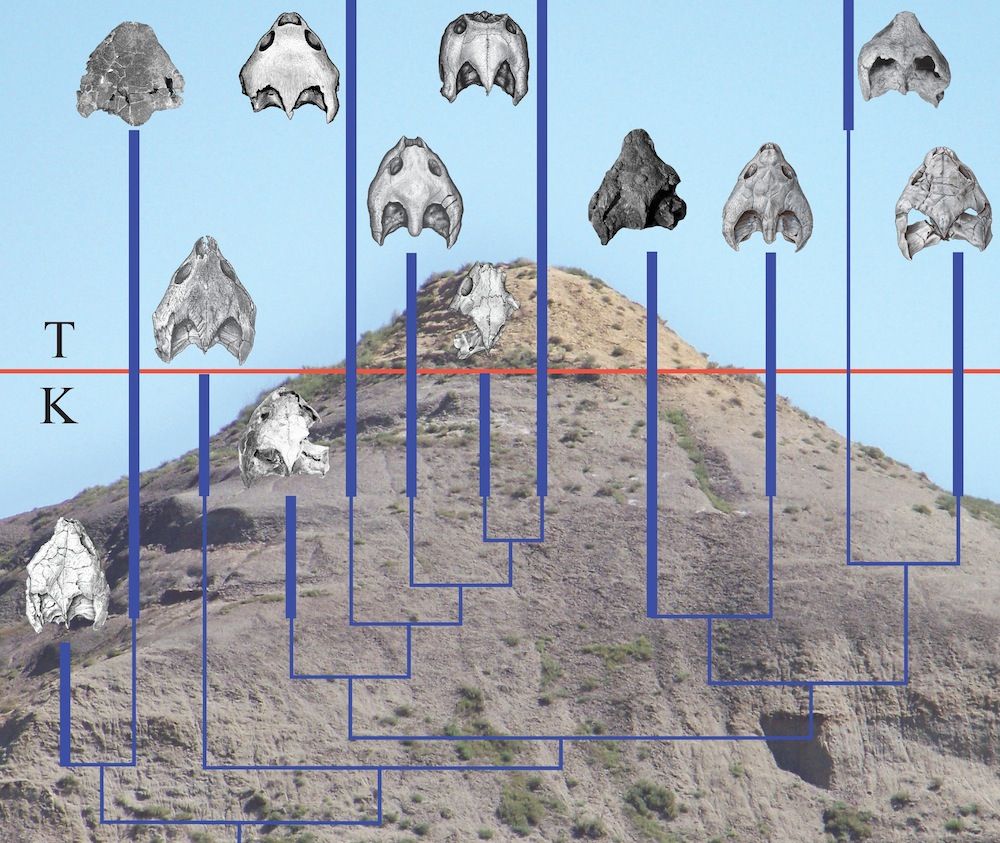 How Tough Turtles Survived Dino-Killing Meteor | Live Science