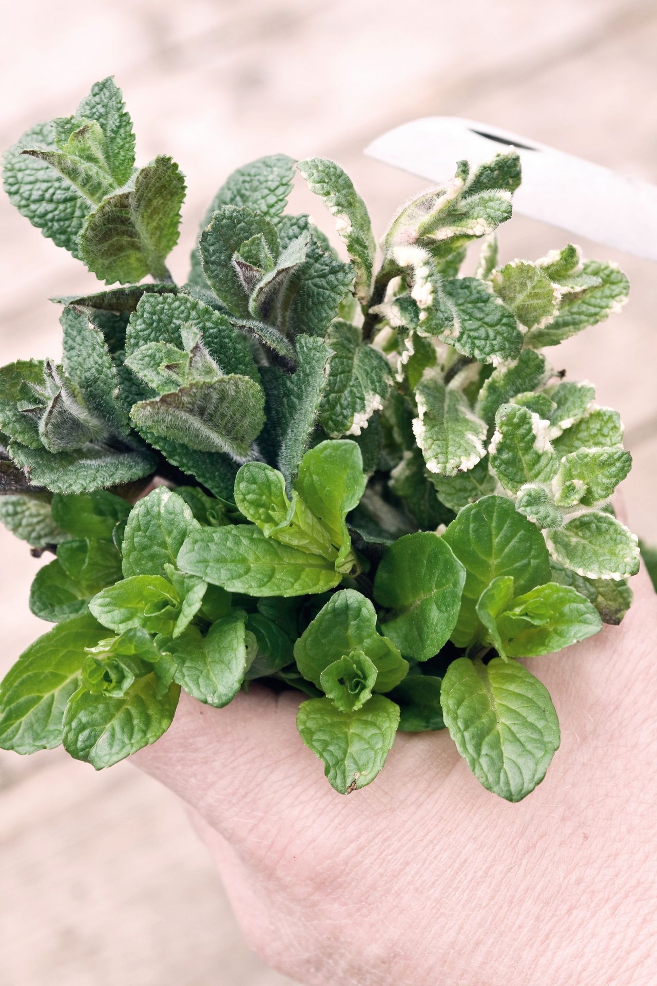 How to prune mint | Homes and Gardens