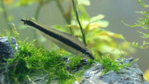 20 fish that clean the tank while looking pretty | PetsRadar