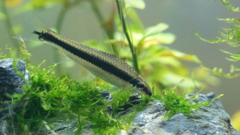 20 fish that clean the tank while looking pretty | PetsRadar