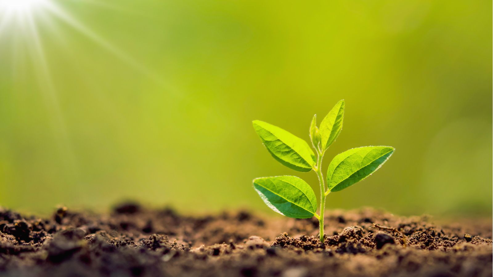 What essential plant nutrients are needed for plant growth? | Homes and ...