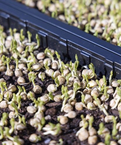 How to grow microgreens indoors for a tiny vegetable garden | Gardeningetc