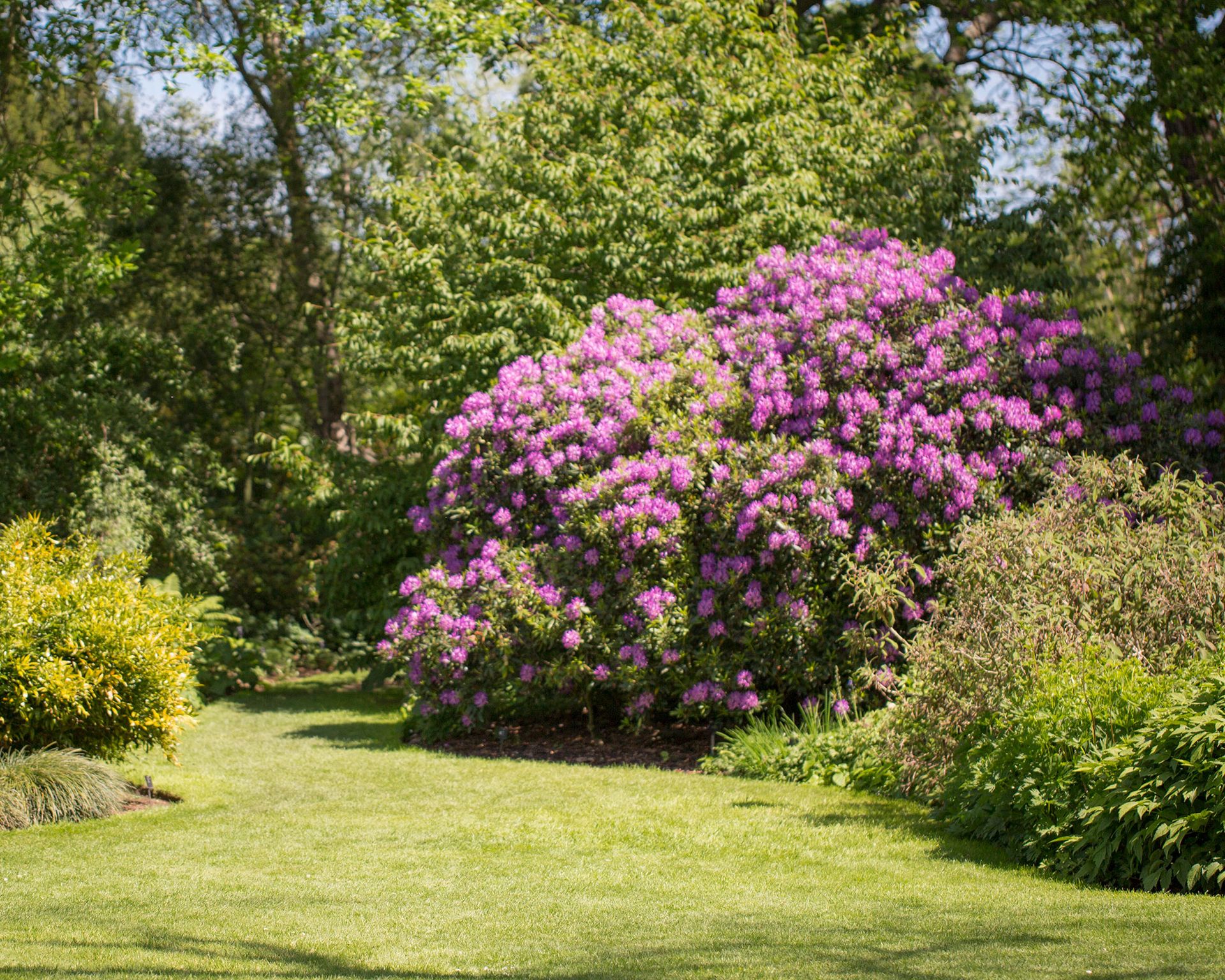 How to prune azaleas: to keep them healthy and beautiful | Homes & Gardens