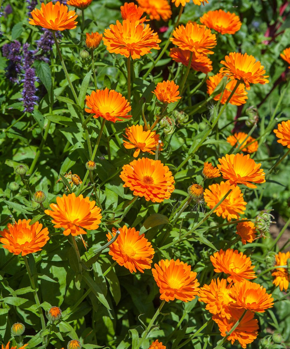 15 of the best plants for full sun | Homebuilding