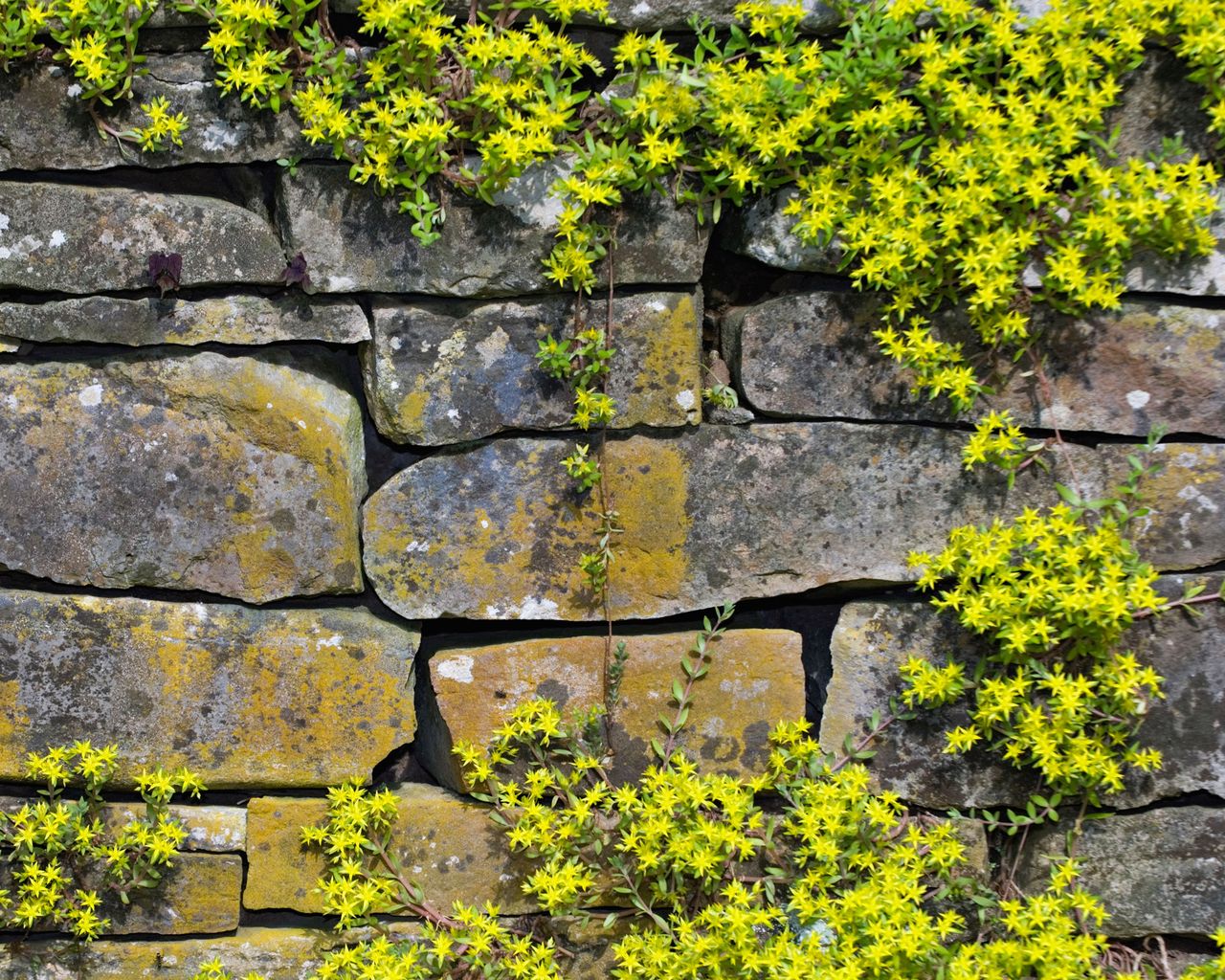Sedum care and growing guide: how to grow stonecrops | Homes and Gardens
