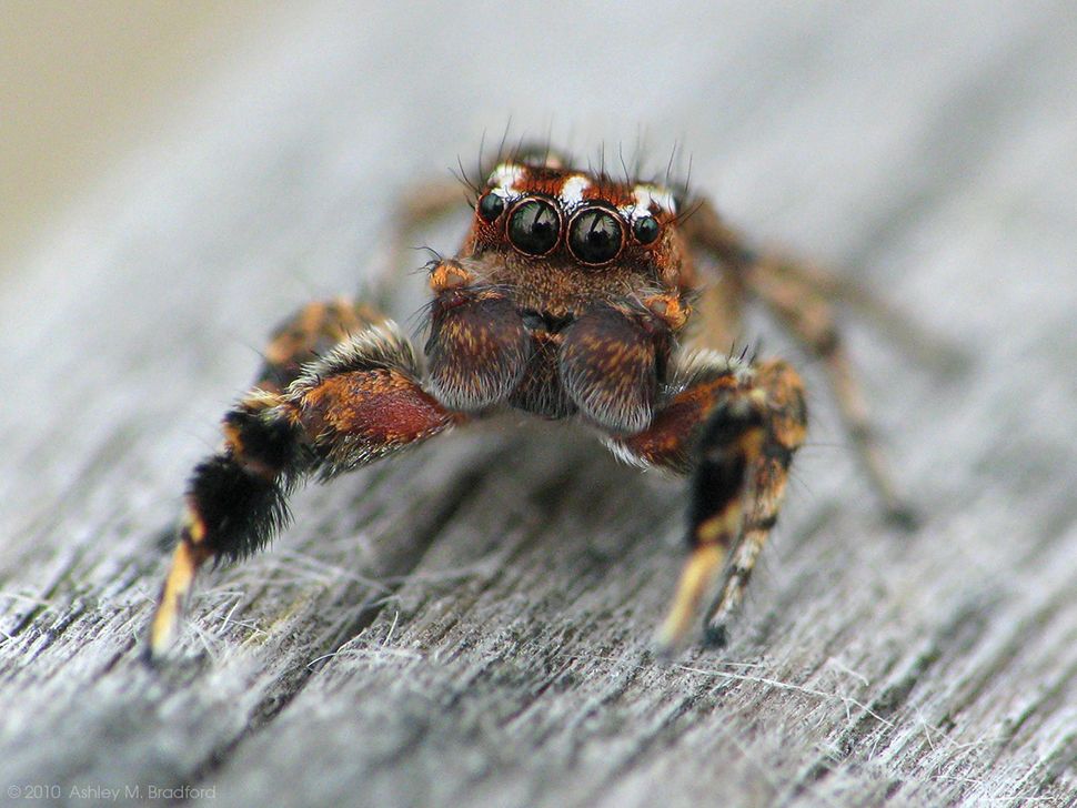 Arachtober in Action: Amazing Photos of Spiders from Around the World ...