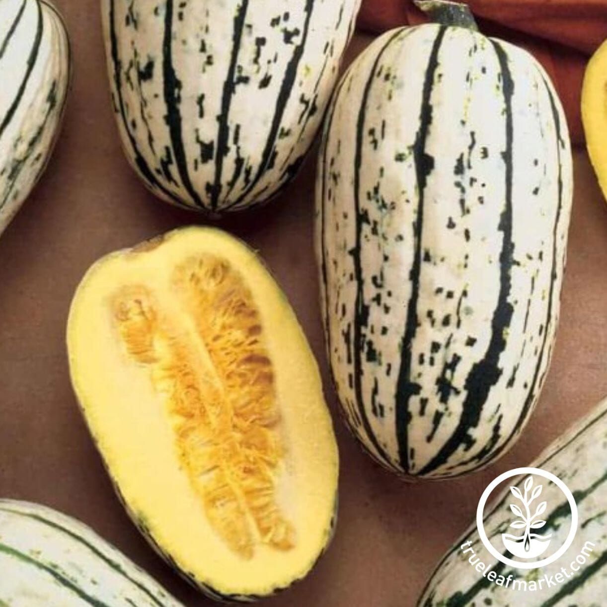 How to grow delicata squash - tips from an expert grower | Homes and ...