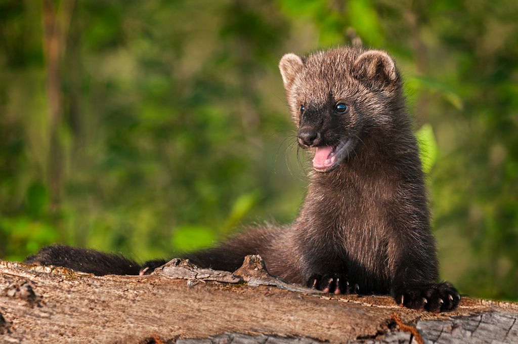 Fisher cats: Animals that aren't cats, nor are they really fishers ...