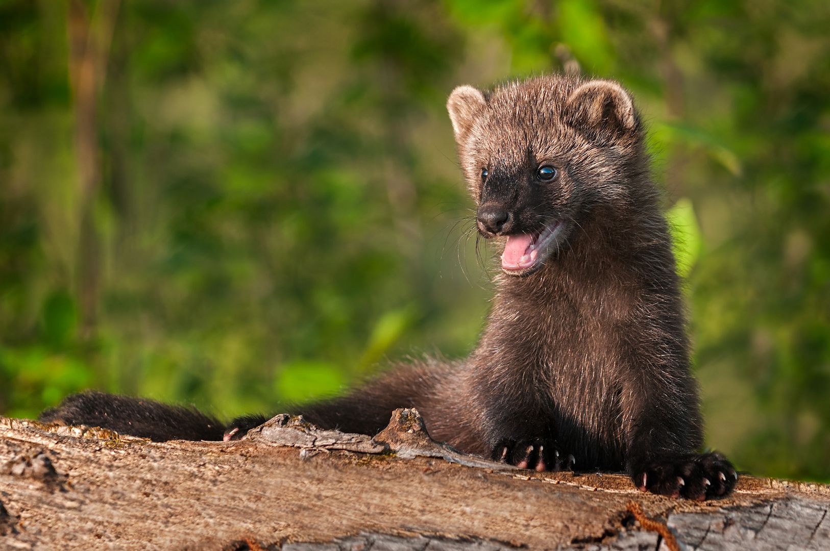 Fisher cats: Animals that aren't cats, nor are they really fishers ...