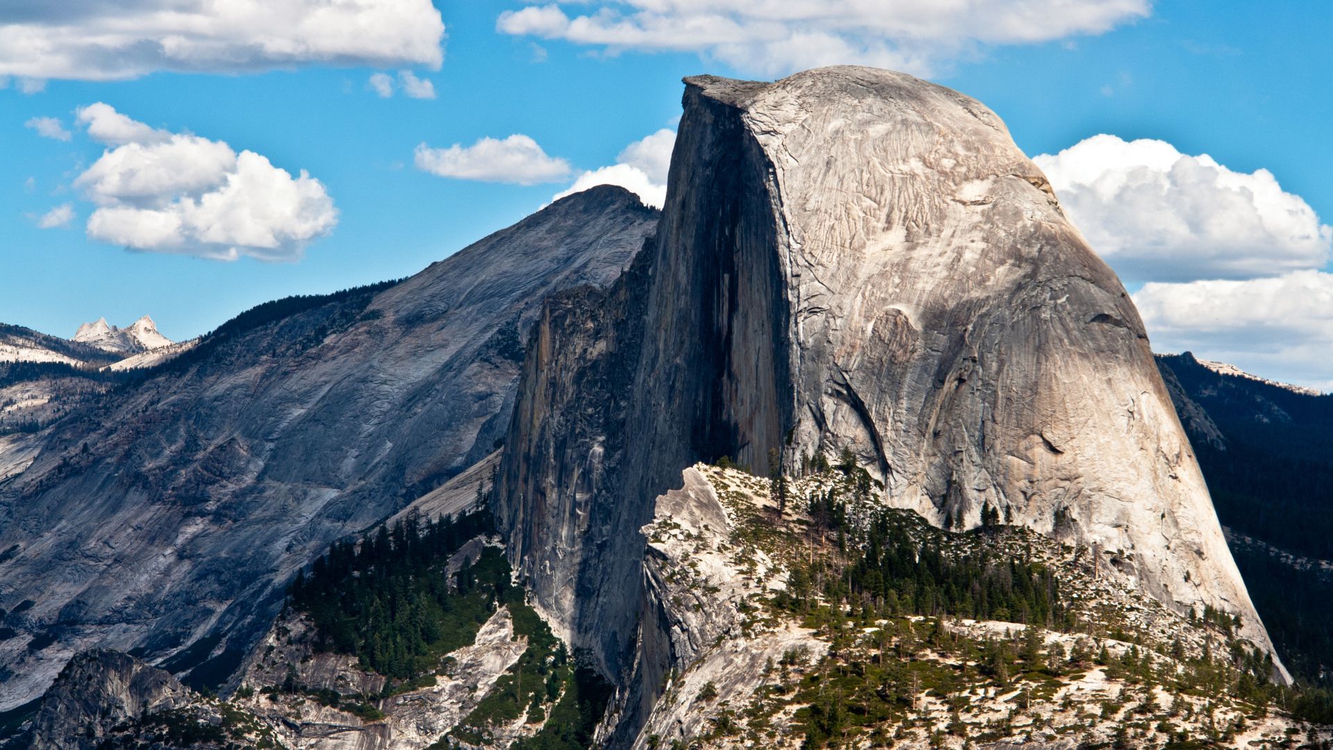 “Bears are excellent climbers” – tenacious black bear scales Yosemite’s ...