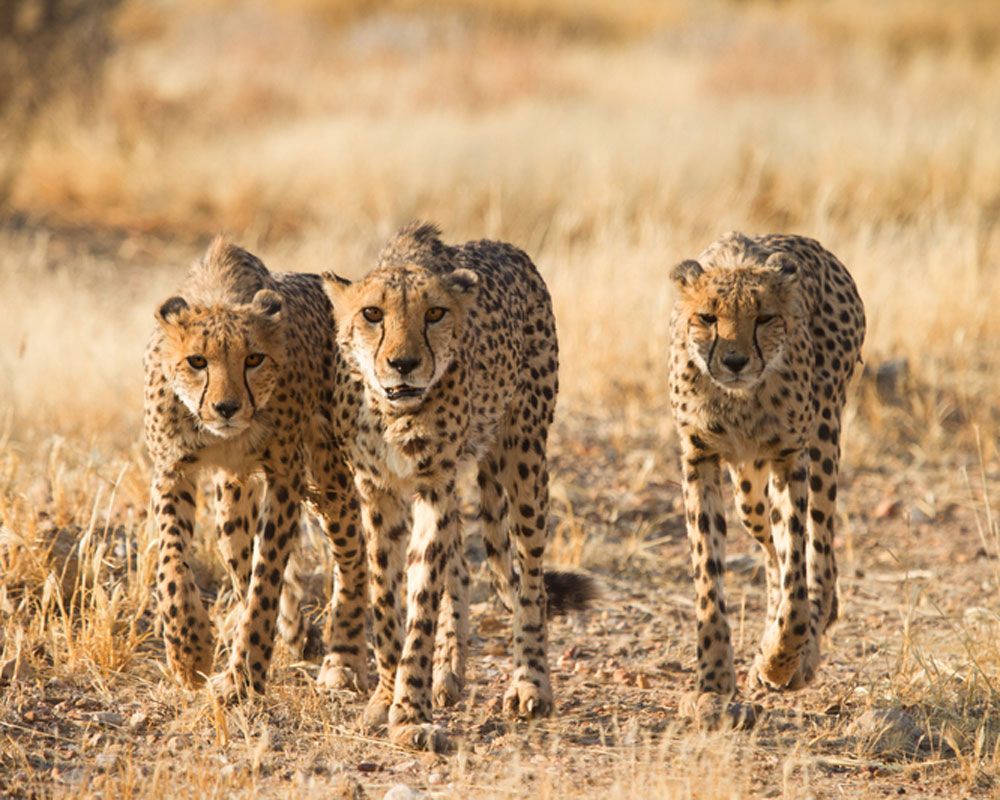 Look Quick: Gallery of the Fastest Beasts on Land | Live Science