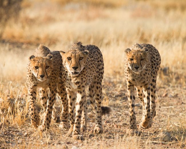 Look Quick: Gallery of the Fastest Beasts on Land | Live Science