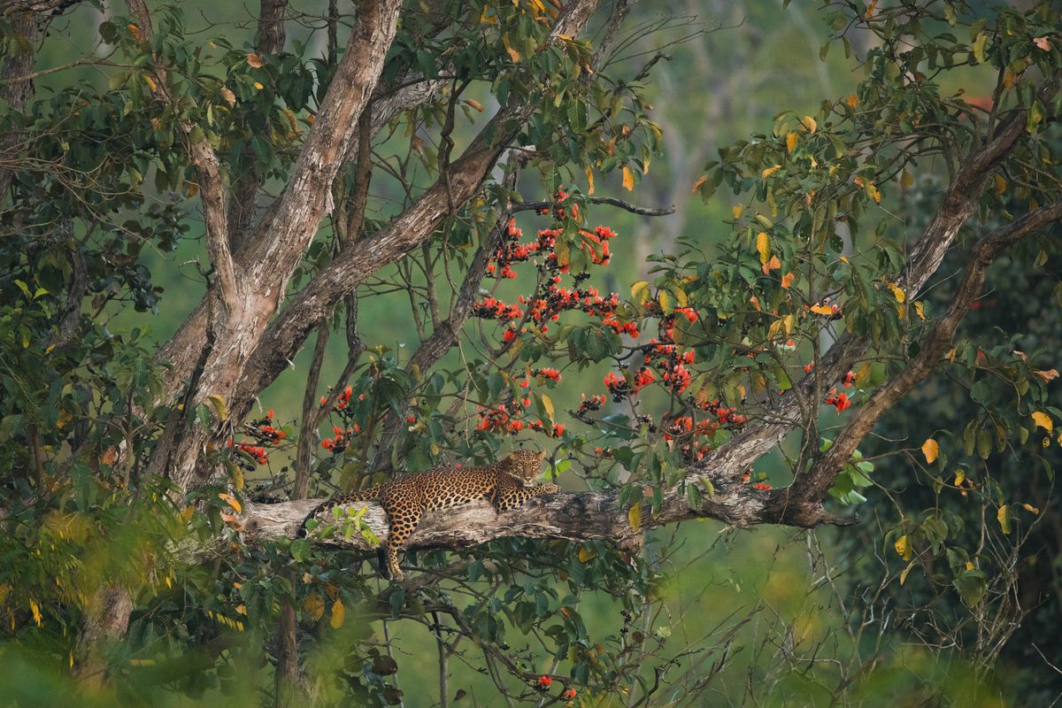 Remembering Leopards reveals results of conservation photo competition ...