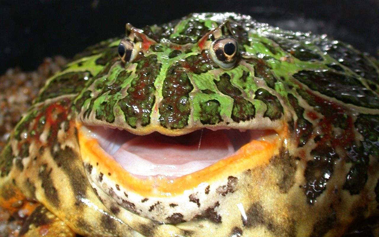 Extinct Big-Mouthed Frogs May Have Dined on Dinos | Live Science