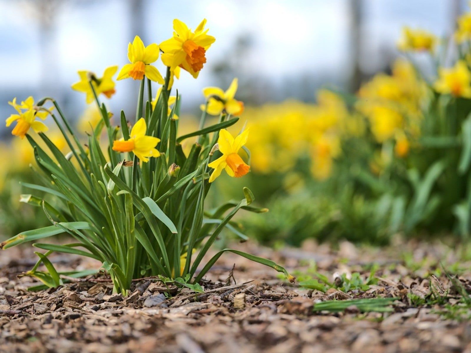 Why Daffodils Did Not Bloom, But They Might Next Spring | Gardening ...